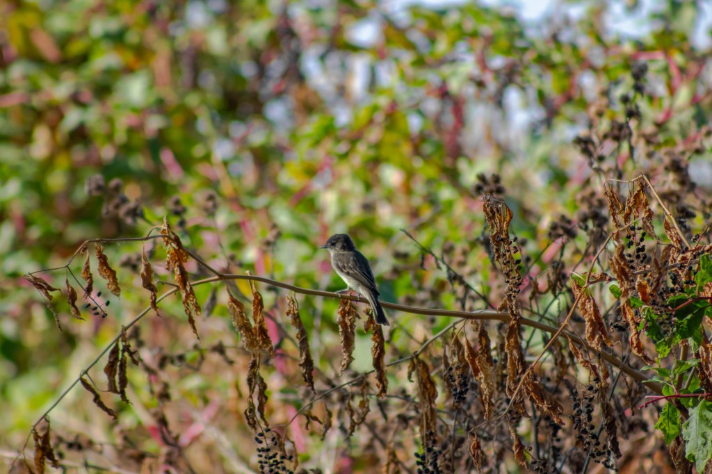 Eastern Phoebe: Identification, Habitat, Behavior & How to Attract It ...