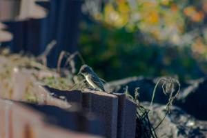 Eastern Phoebe: Identification, Habitat, Behavior & How to Attract It ...
