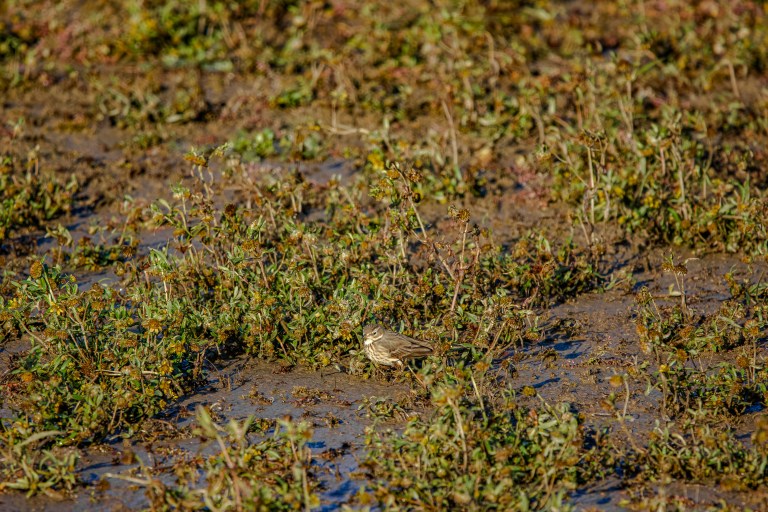 American Pipit: Identification, Behavior, Habitat, Migration, and Calls ...