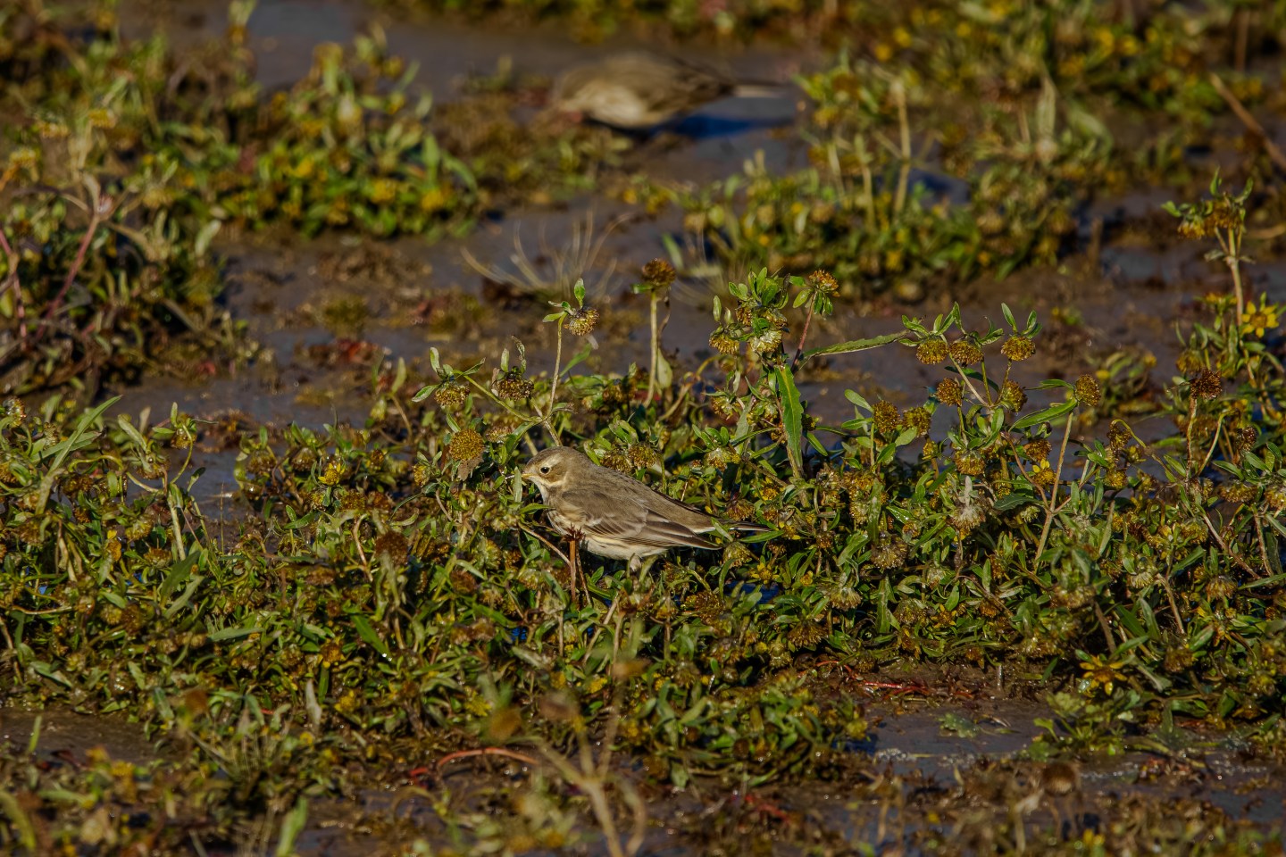 American Pipit: Identification, Behavior, Habitat, Migration, and Calls ...