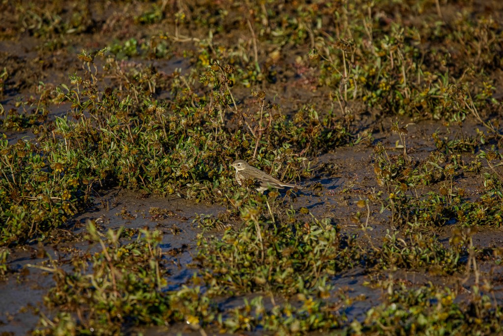 American Pipit: Identification, Behavior, Habitat, Migration, and Calls ...