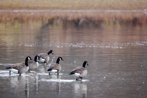 Canada Goose: Behavior, Habitat, Migration, Identification – Wild Bird ...