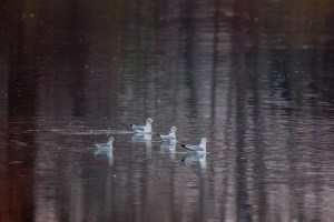 Ring Billed Gull: Behavior, Identification, Habitat, and Interesting ...