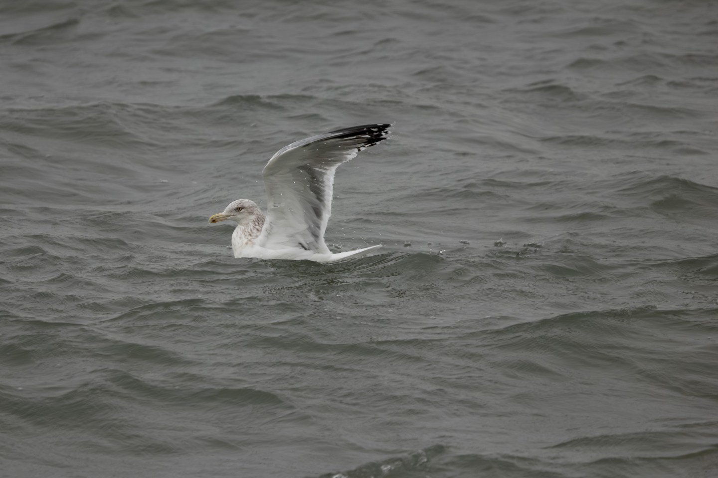 American Herring Gull (Larus smithsonianus): Complete Species Guide ...
