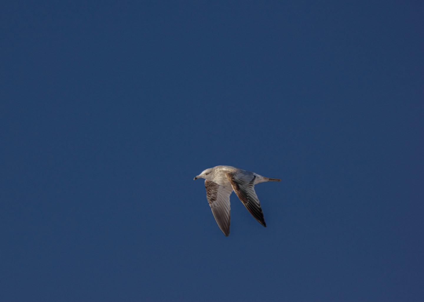 American Herring Gull (Larus smithsonianus): Complete Species Guide ...