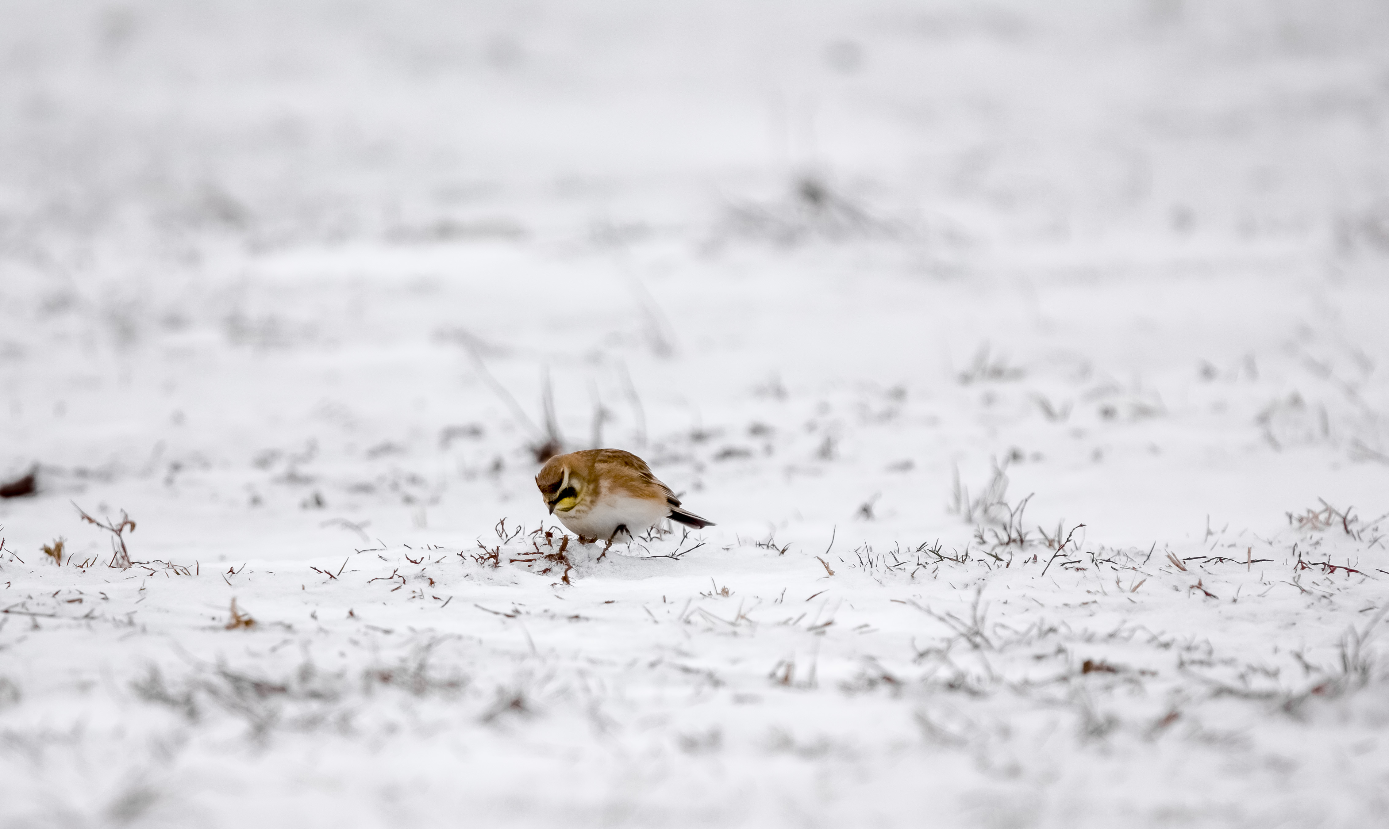 Horned Lark in Winter: Identification, Behavior, Habitat, and Cold ...