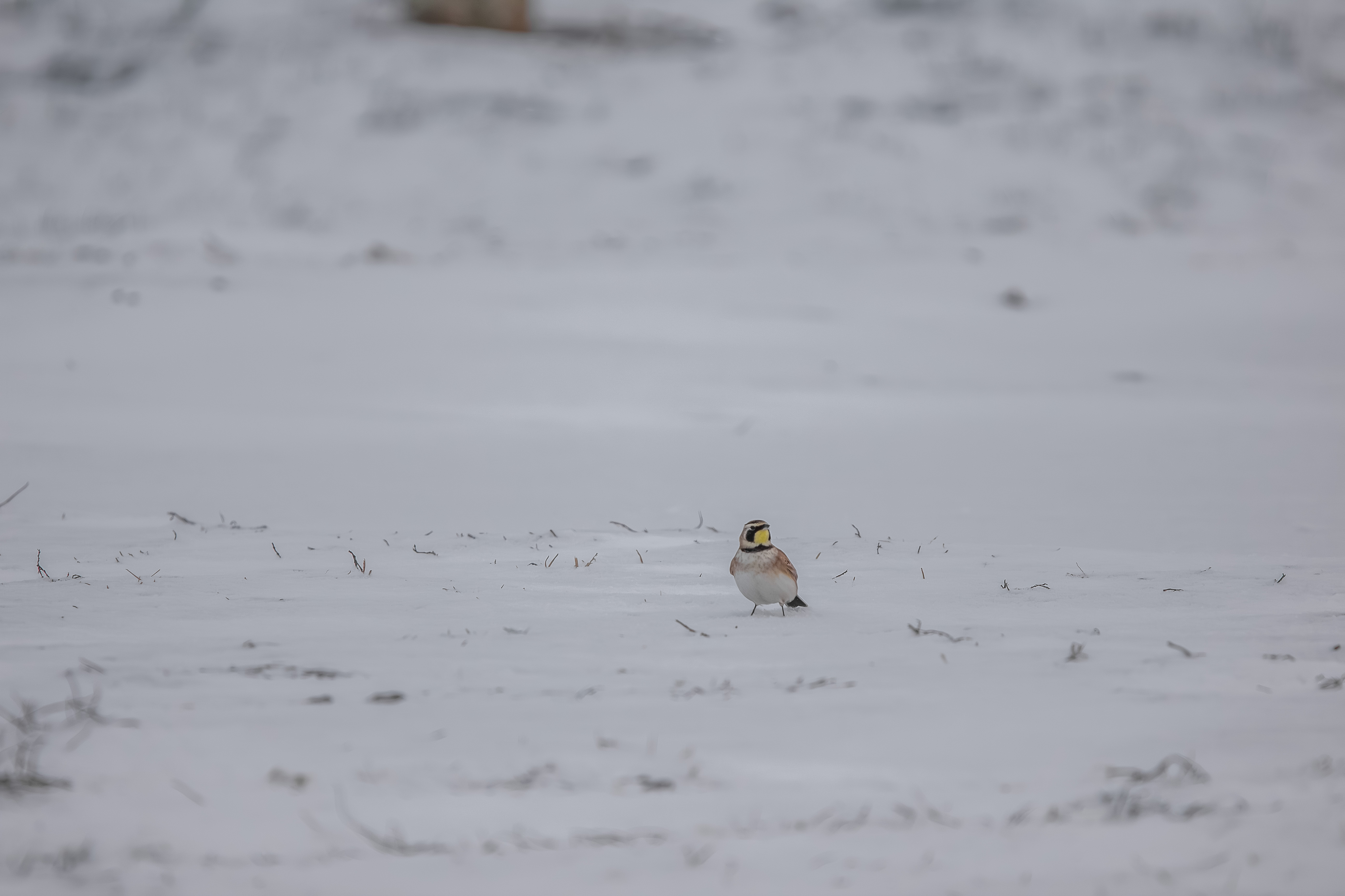 Horned Lark in Winter: Identification, Behavior, Habitat, and Cold ...