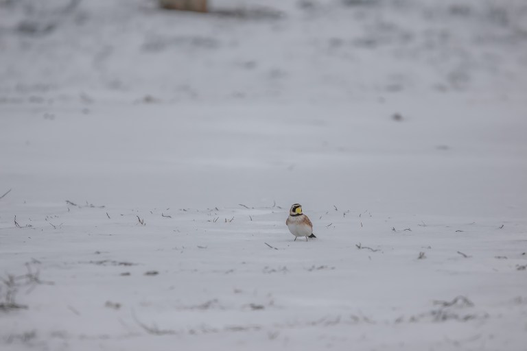 Horned Lark in Winter: Identification, Behavior, Habitat, and Cold ...