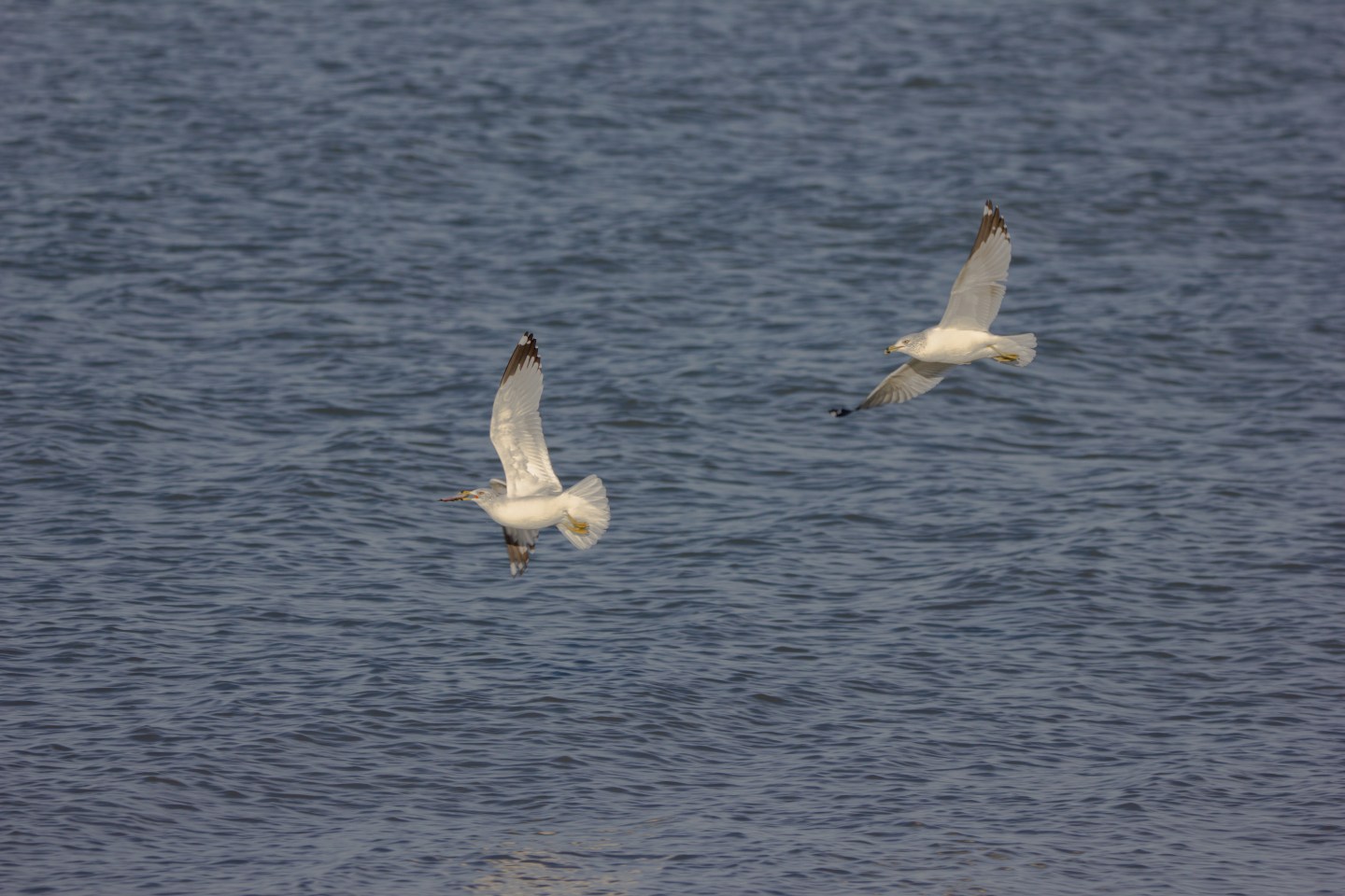 Ring Billed Gull: Behavior, Identification, Habitat, and Interesting ...
