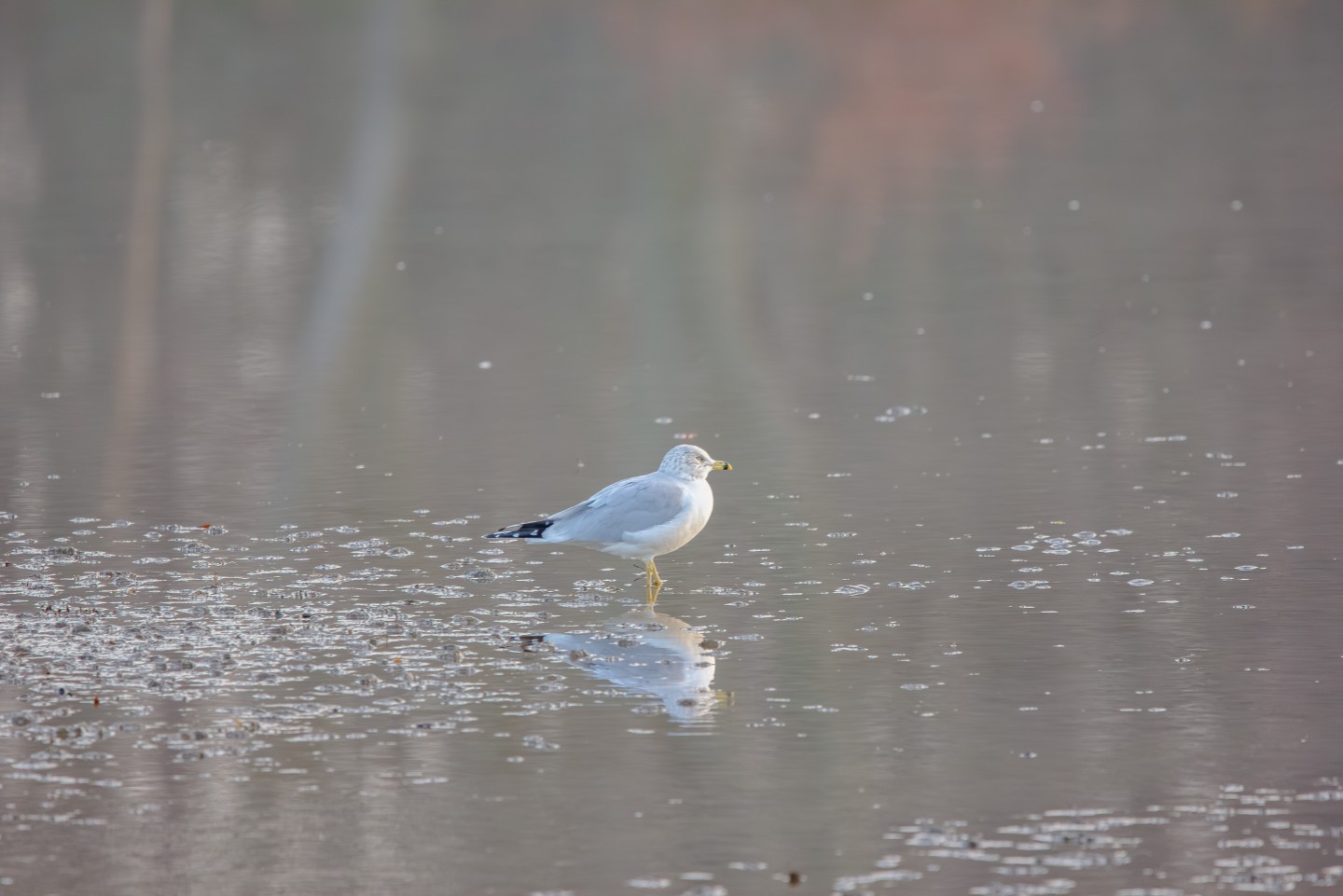 Ring Billed Gull: Behavior, Identification, Habitat, and Interesting ...
