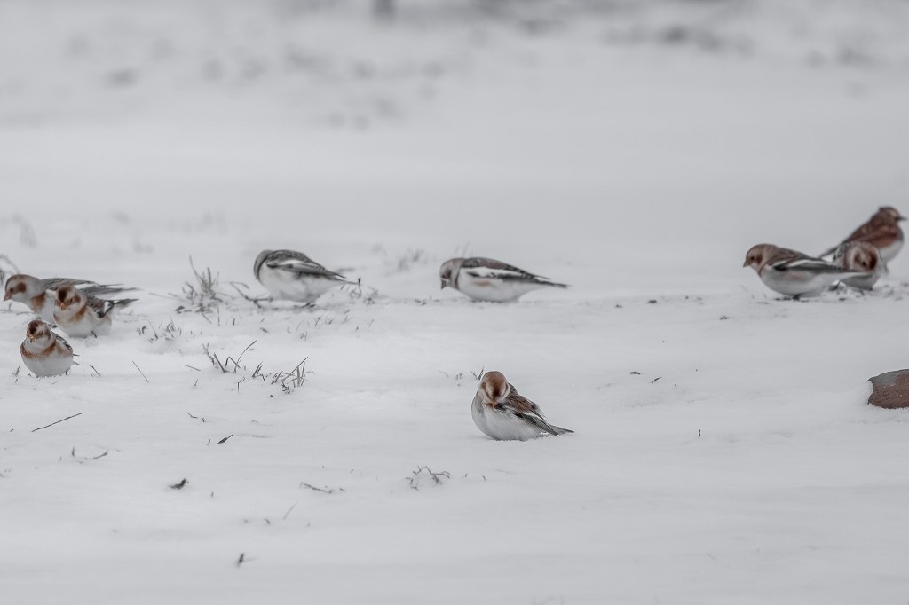 Snow Bunting Bird Guide: Identification, Habitat, Diet, and Migration ...