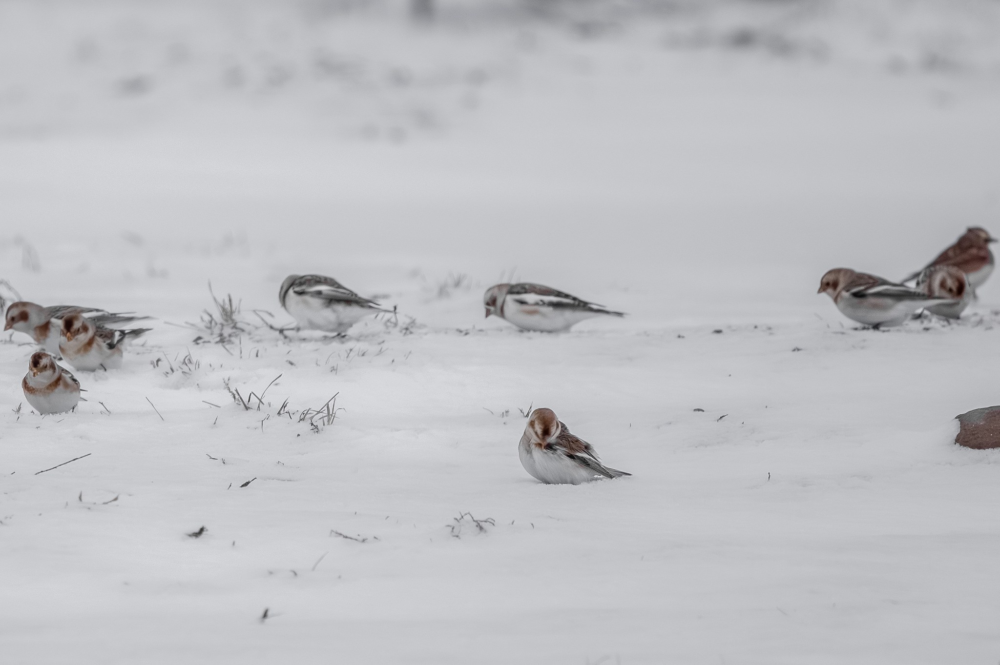 Snow Bunting Bird Guide: Identification, Habitat, Diet, and Migration ...
