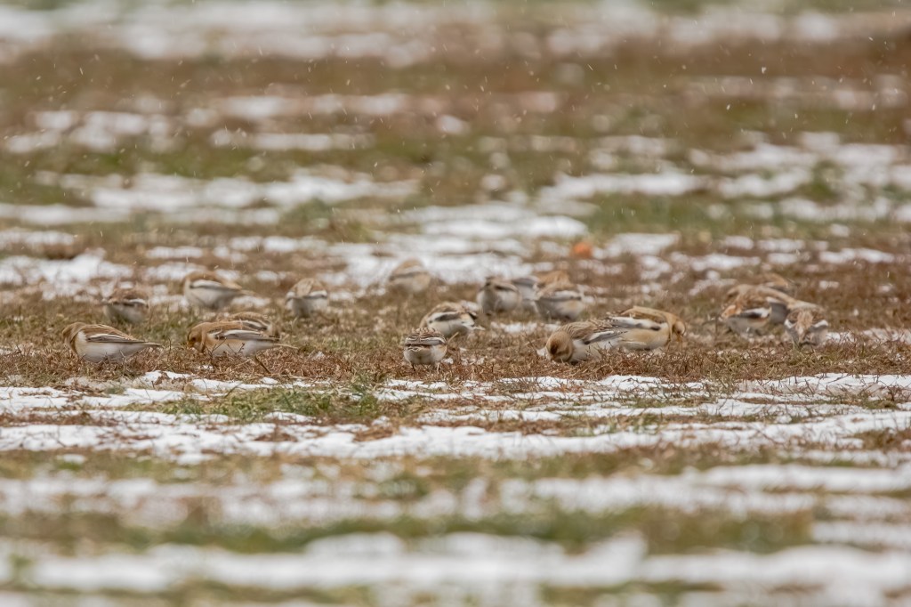 Snow Bunting Bird Guide: Identification, Habitat, Diet, and Migration ...