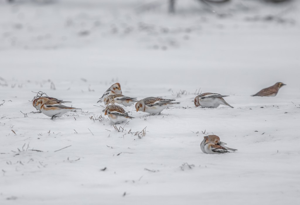 Snow Bunting Bird Guide: Identification, Habitat, Diet, and Migration ...