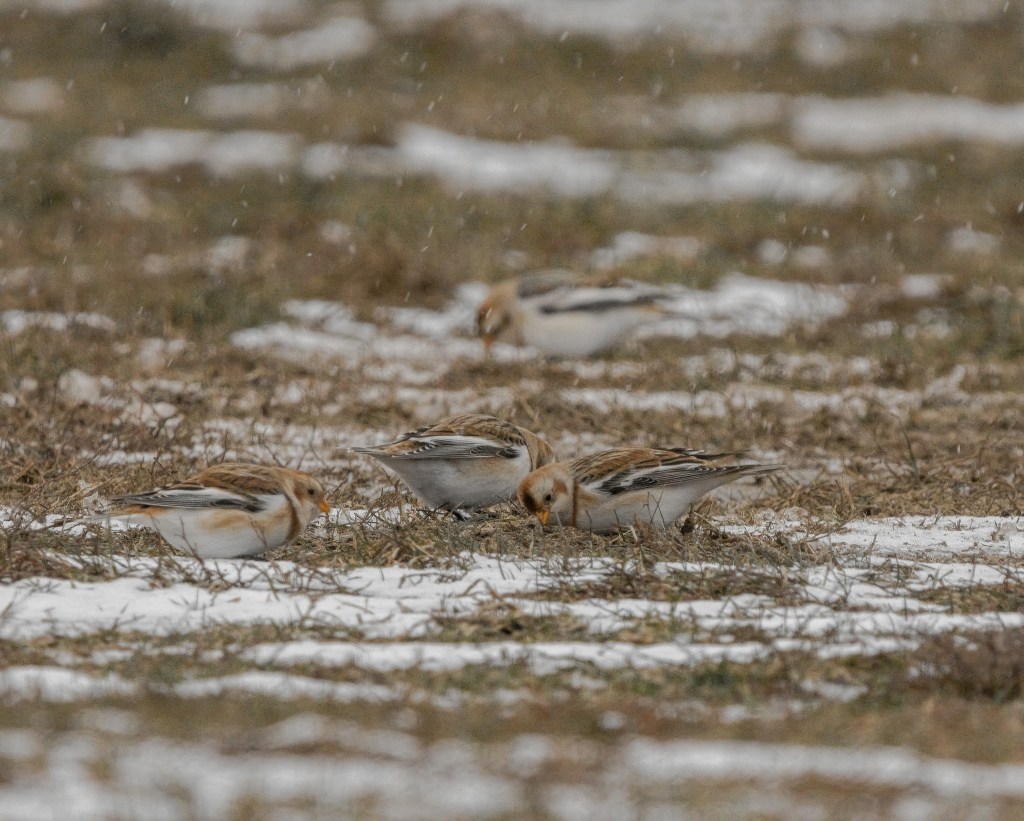 Snow Bunting Bird Guide: Identification, Habitat, Diet, and Migration ...