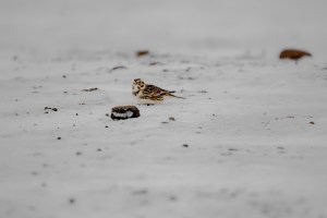 Lapland Longspur (Calcarius lapponicus): Identification, Winter Plumage ...