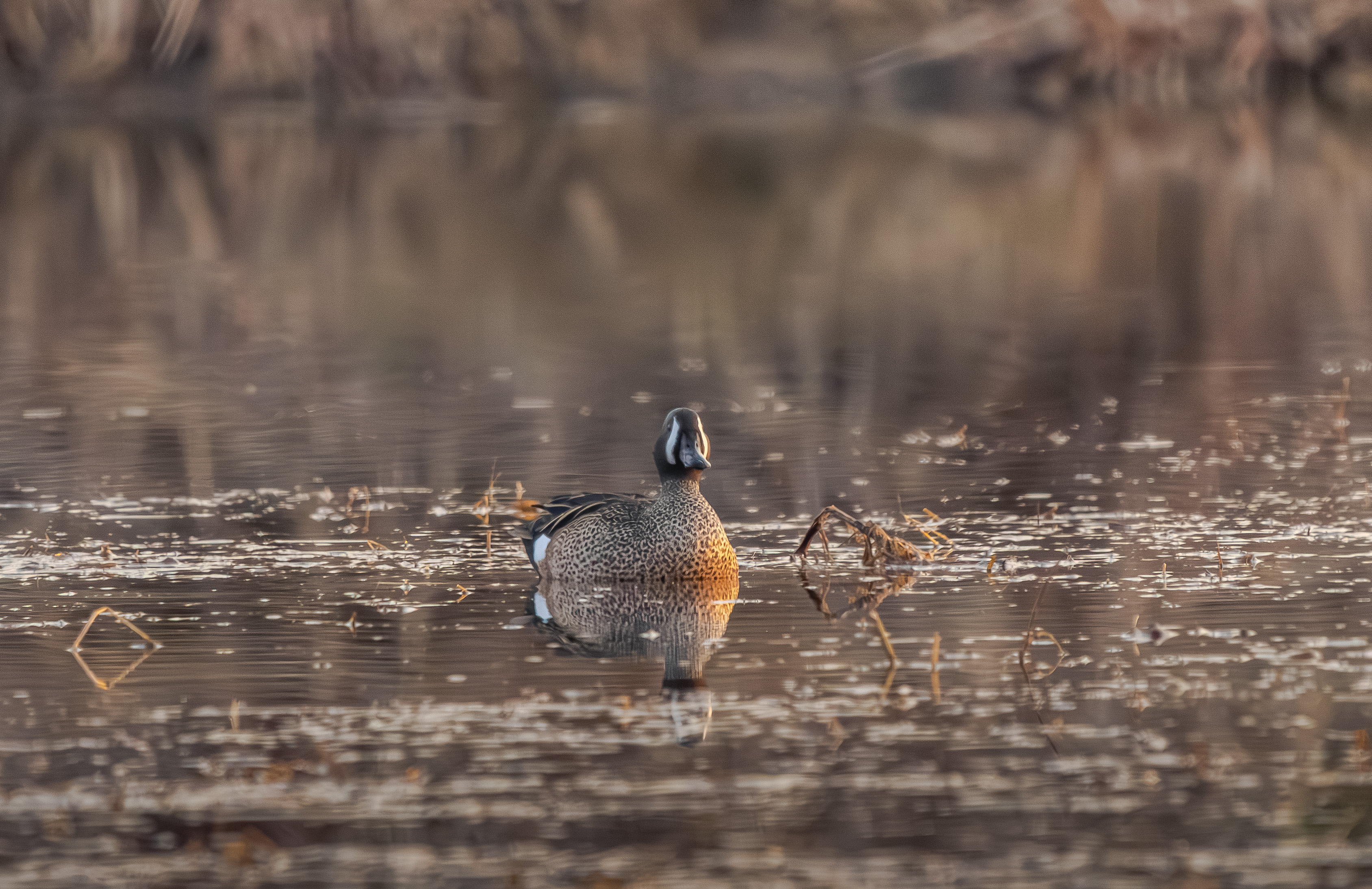 Blue-winged Teal: Identification, Habitat, Migration & Facts – Wild ...