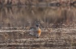 Blue-winged Teal: Identification, Habitat, Migration & Facts – Wild ...