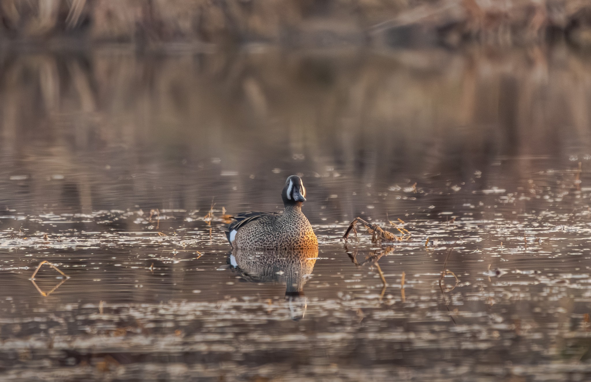 Blue-winged Teal: Identification, Habitat, Migration & Facts – Wild ...