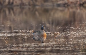 Blue-winged Teal: Identification, Habitat, Migration & Facts – Wild ...