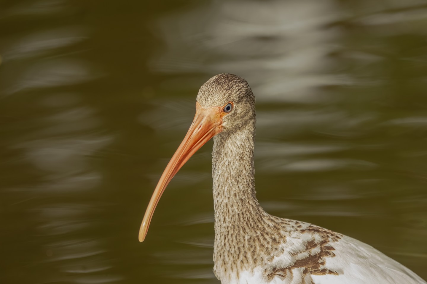 White Ibis (Eudocimus albus): Complete Guide to Identification, Habitat ...