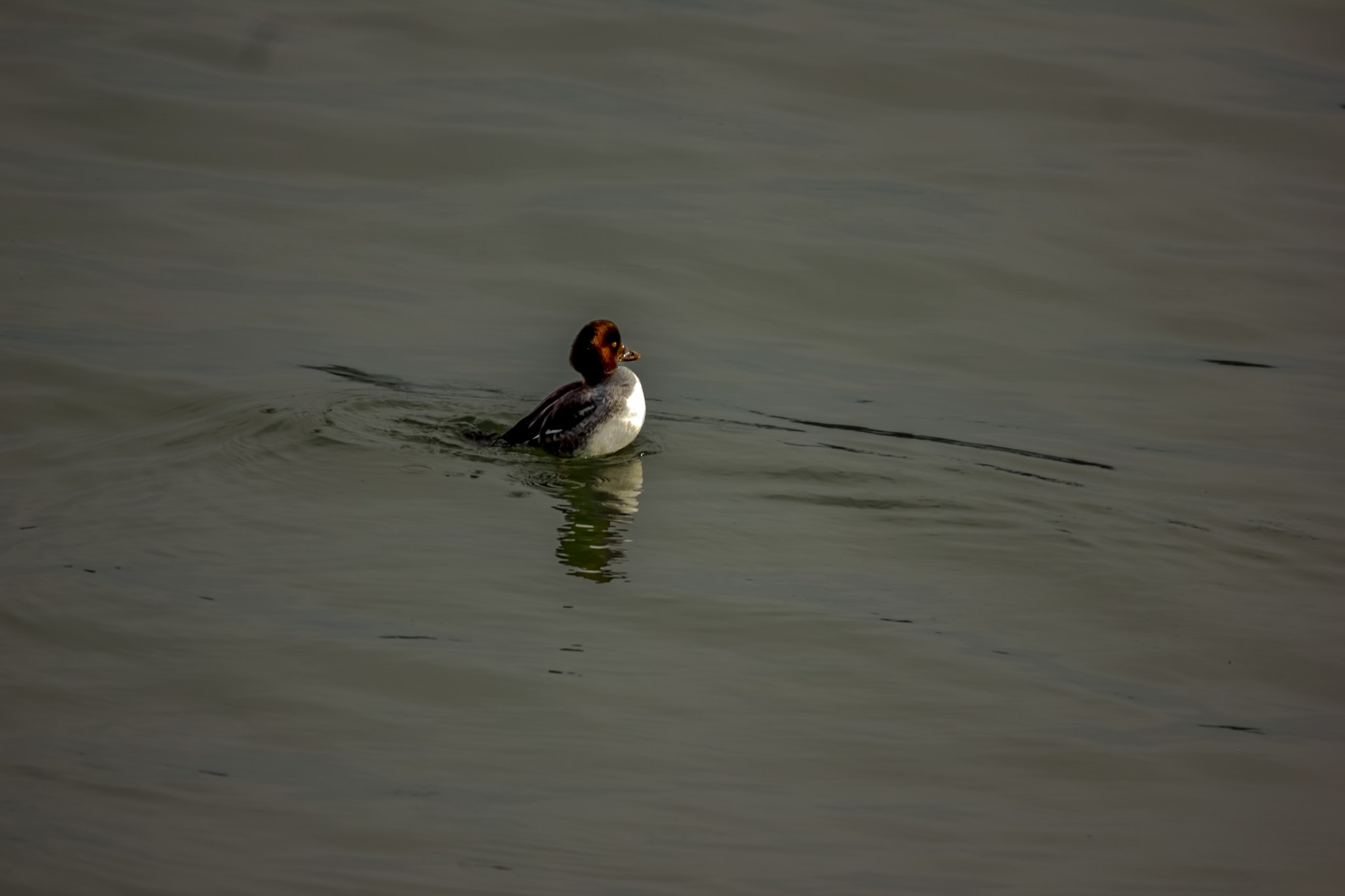 Common Goldeneye: Complete Guide, Facts, Habitat, Identification ...