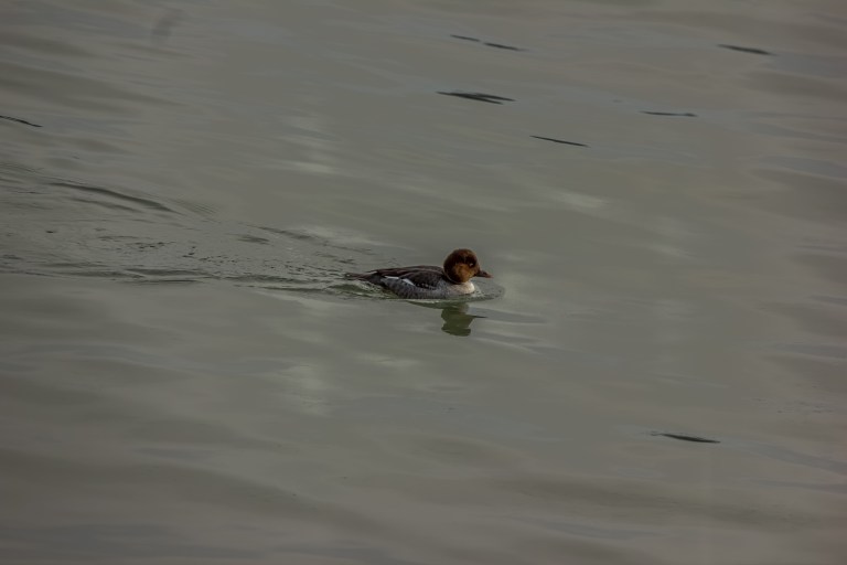 Common Goldeneye: Complete Guide, Facts, Habitat, Identification ...