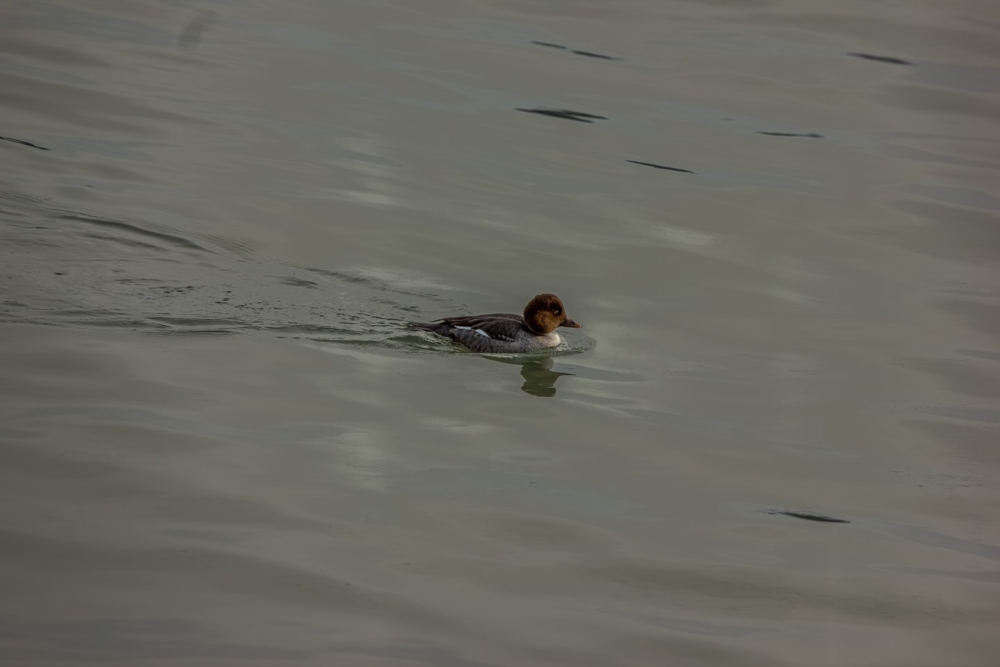 Common Goldeneye: Complete Guide, Facts, Habitat, Identification ...
