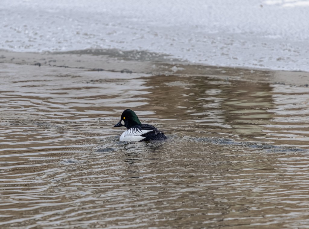 Common Goldeneye: Complete Guide, Facts, Habitat, Identification ...