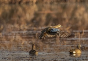 Blue-winged Teal: Identification, Habitat, Migration & Facts – Wild ...