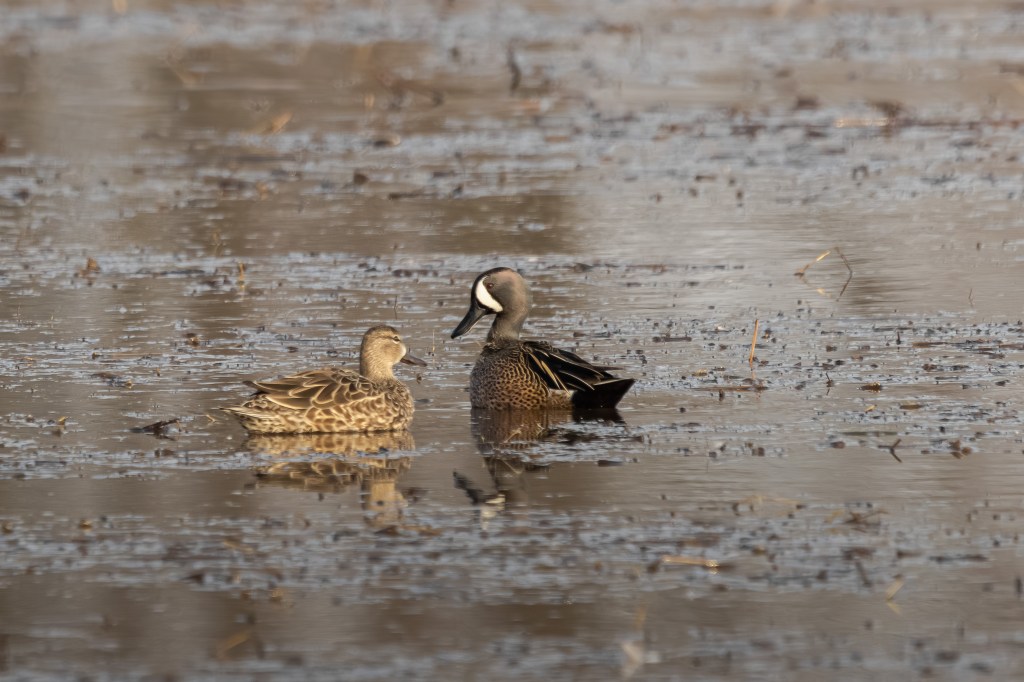 Blue-winged Teal: Identification, Habitat, Migration & Facts – Wild ...