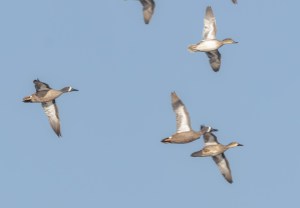 Blue-winged Teal: Identification, Habitat, Migration & Facts – Wild ...