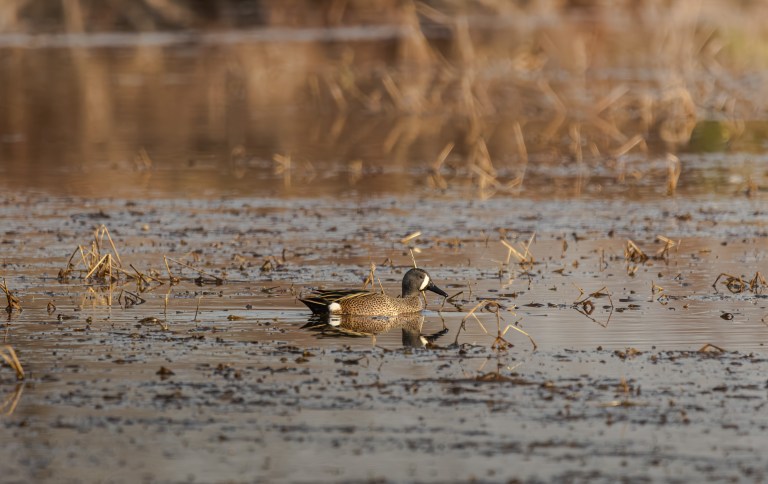 Blue-winged Teal: Identification, Habitat, Migration & Facts – Wild ...