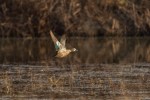 Blue-winged Teal: Identification, Habitat, Migration & Facts – Wild ...