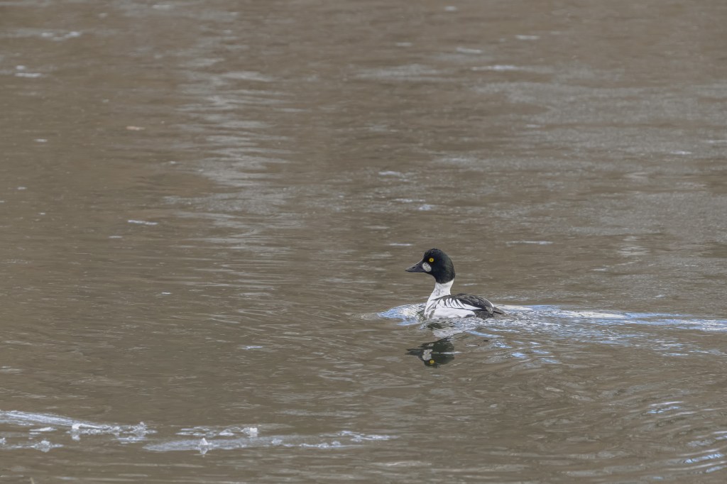 Common Goldeneye: Complete Guide, Facts, Habitat, Identification ...