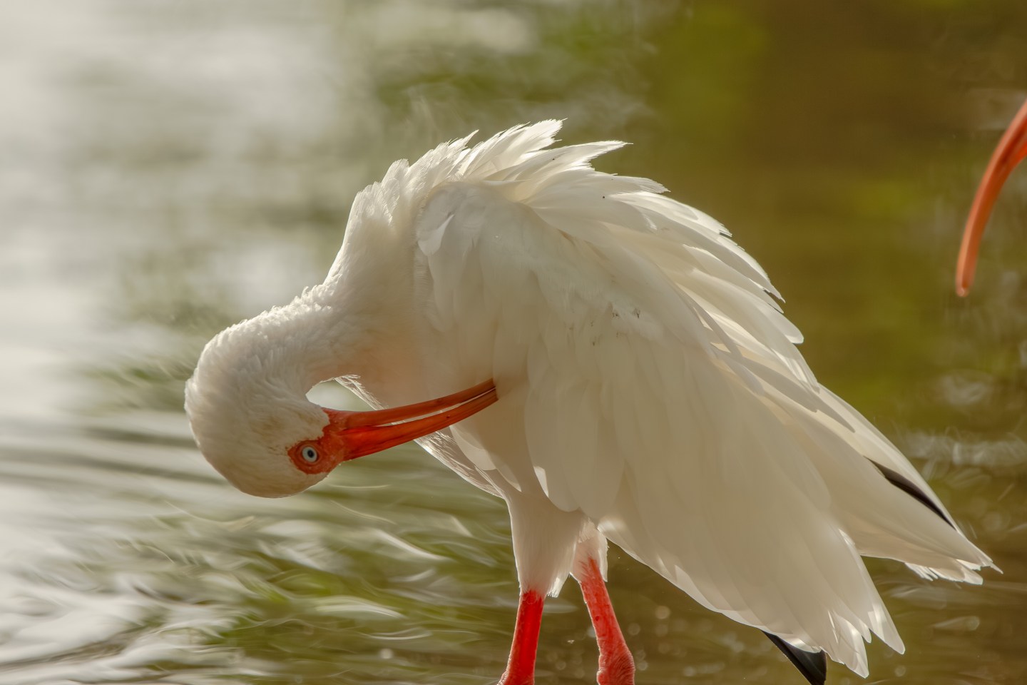 White Ibis (Eudocimus albus): Complete Guide to Identification, Habitat ...
