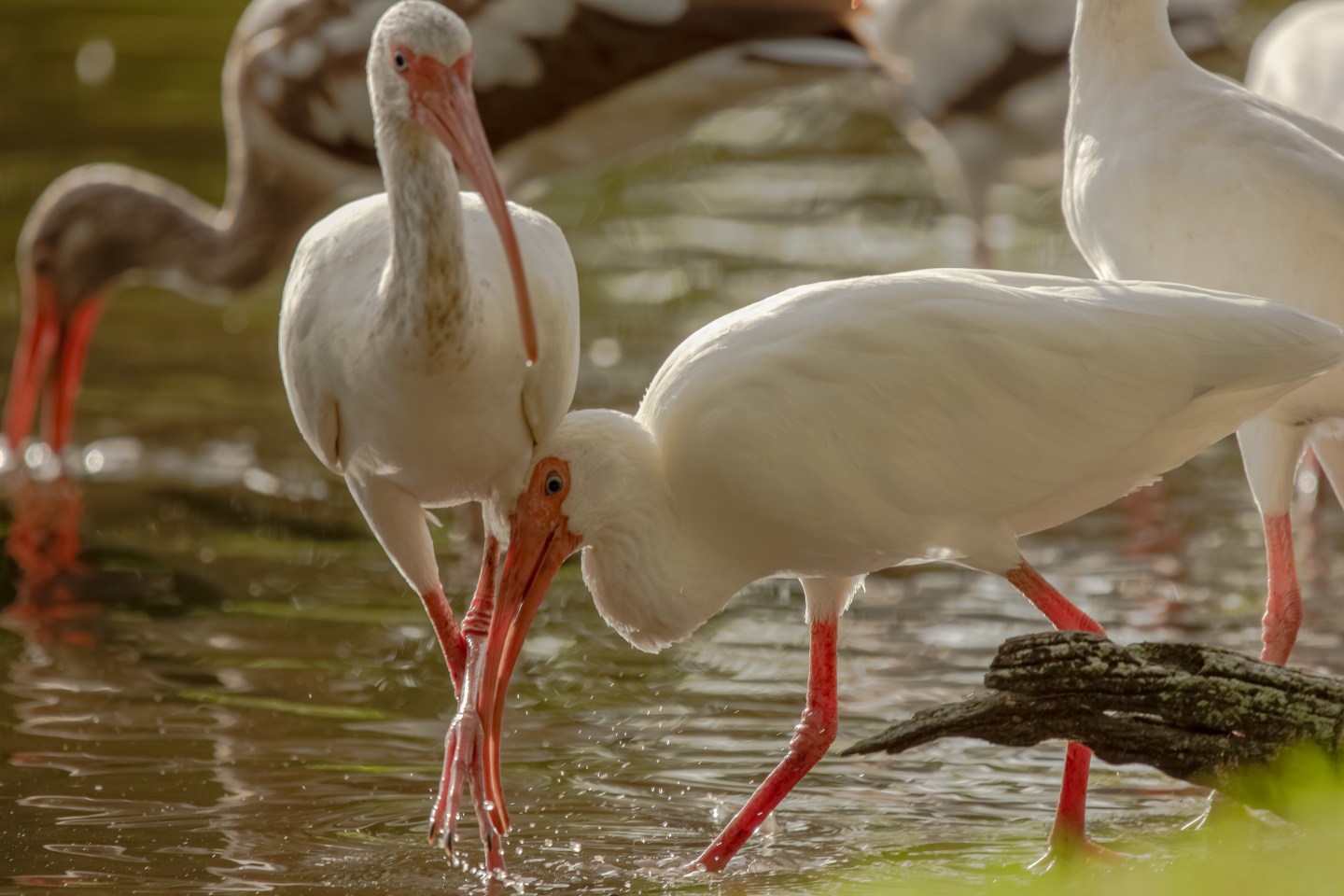 White Ibis (Eudocimus albus): Complete Guide to Identification, Habitat ...