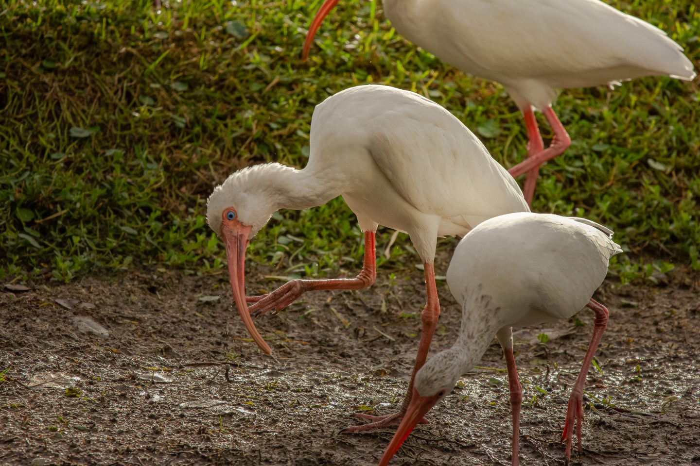 White Ibis (Eudocimus albus): Complete Guide to Identification, Habitat ...
