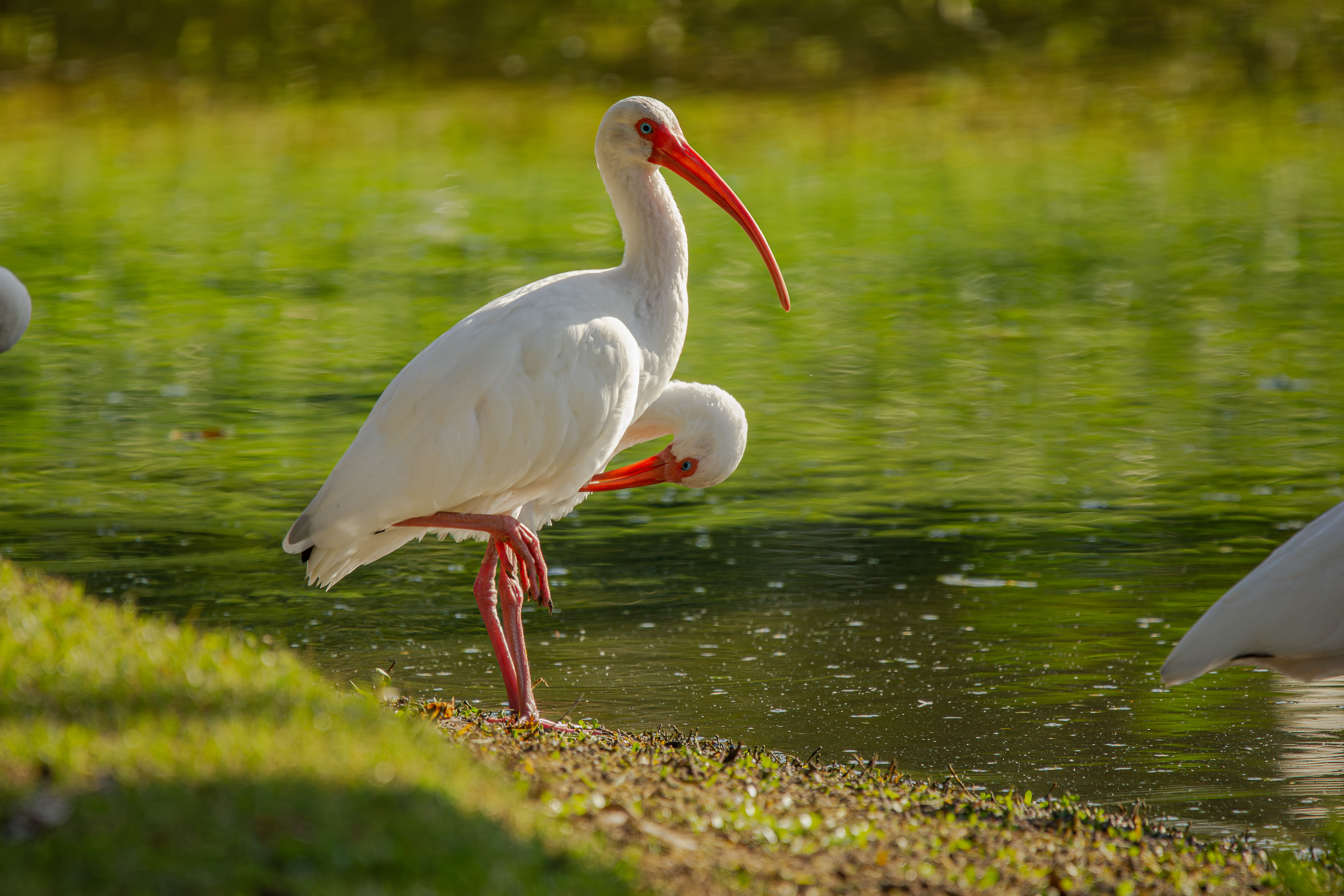White Ibis (Eudocimus albus): Complete Guide to Identification, Habitat ...