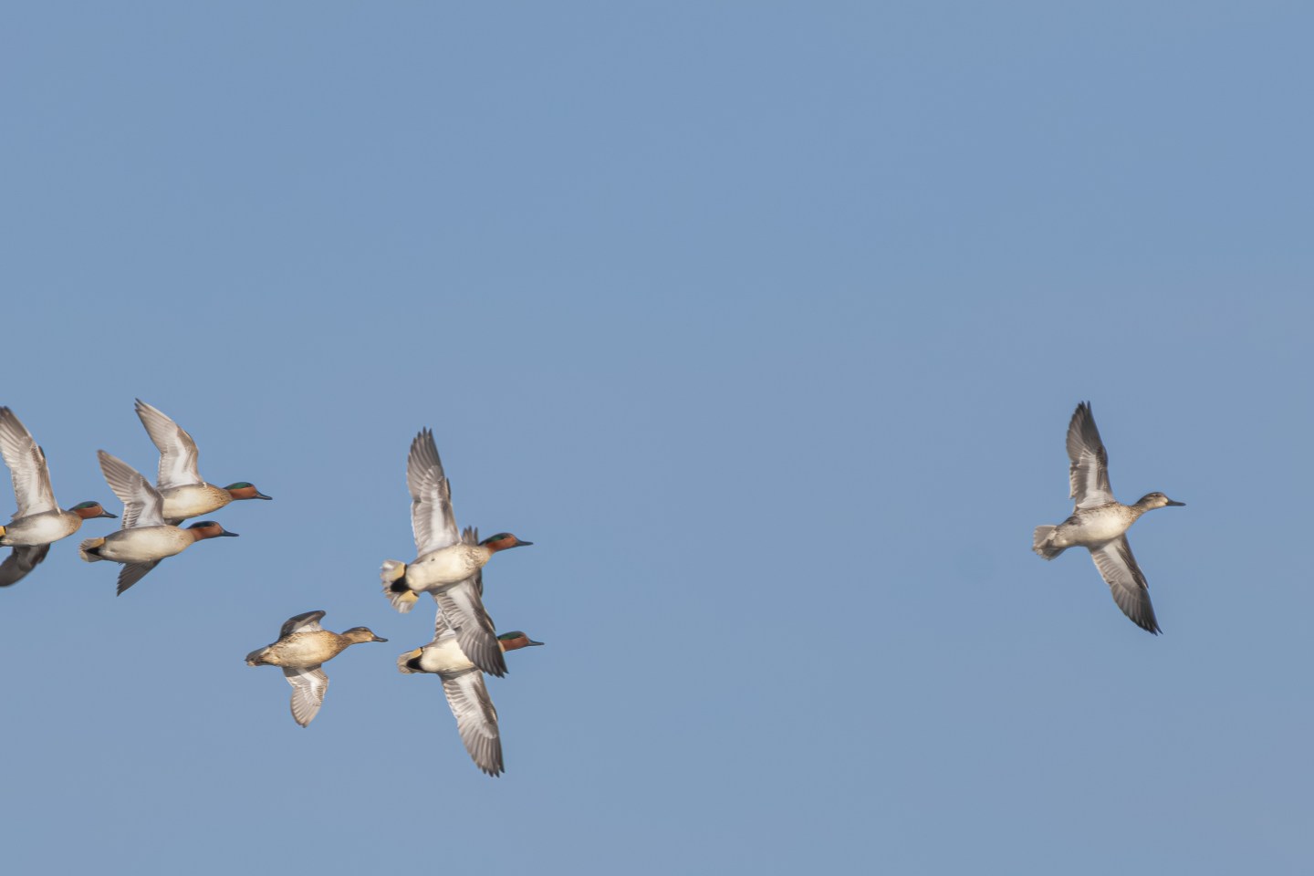 Green-winged Teal: Identification, Habitat, Migration & Birding Guide ...